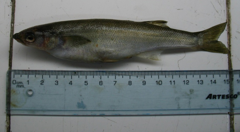 (Atherinopsidae) СЕМЕЙСТВО АТЕРИНОПСОВЫЕ (Neotropical silversides) 13 родов 109 видов